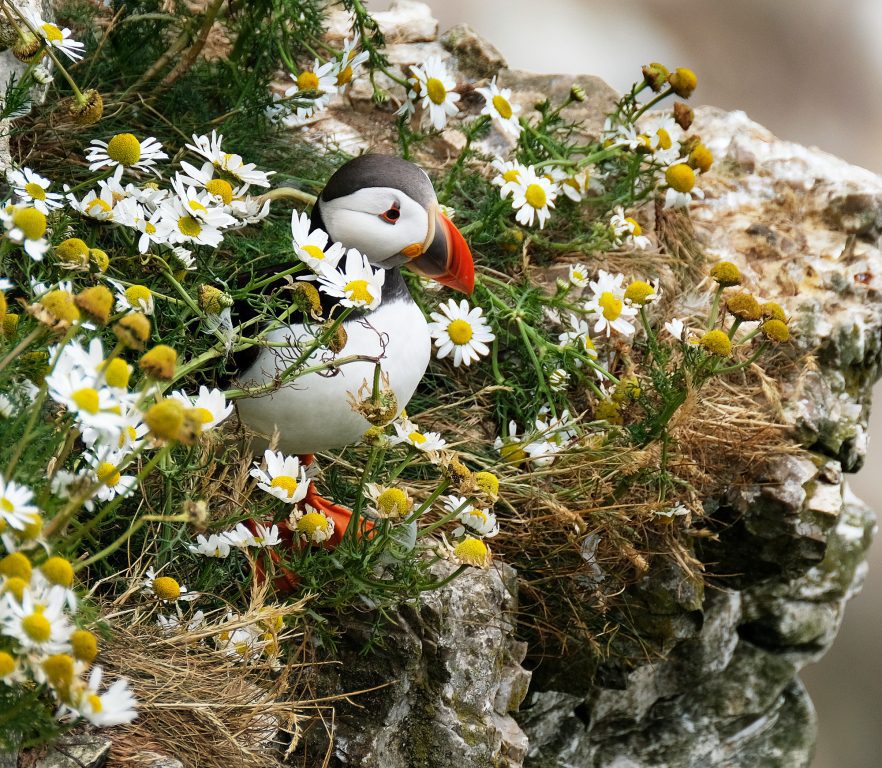 Finding Atlantic Puffins In Ireland 9 Of The Best Locations